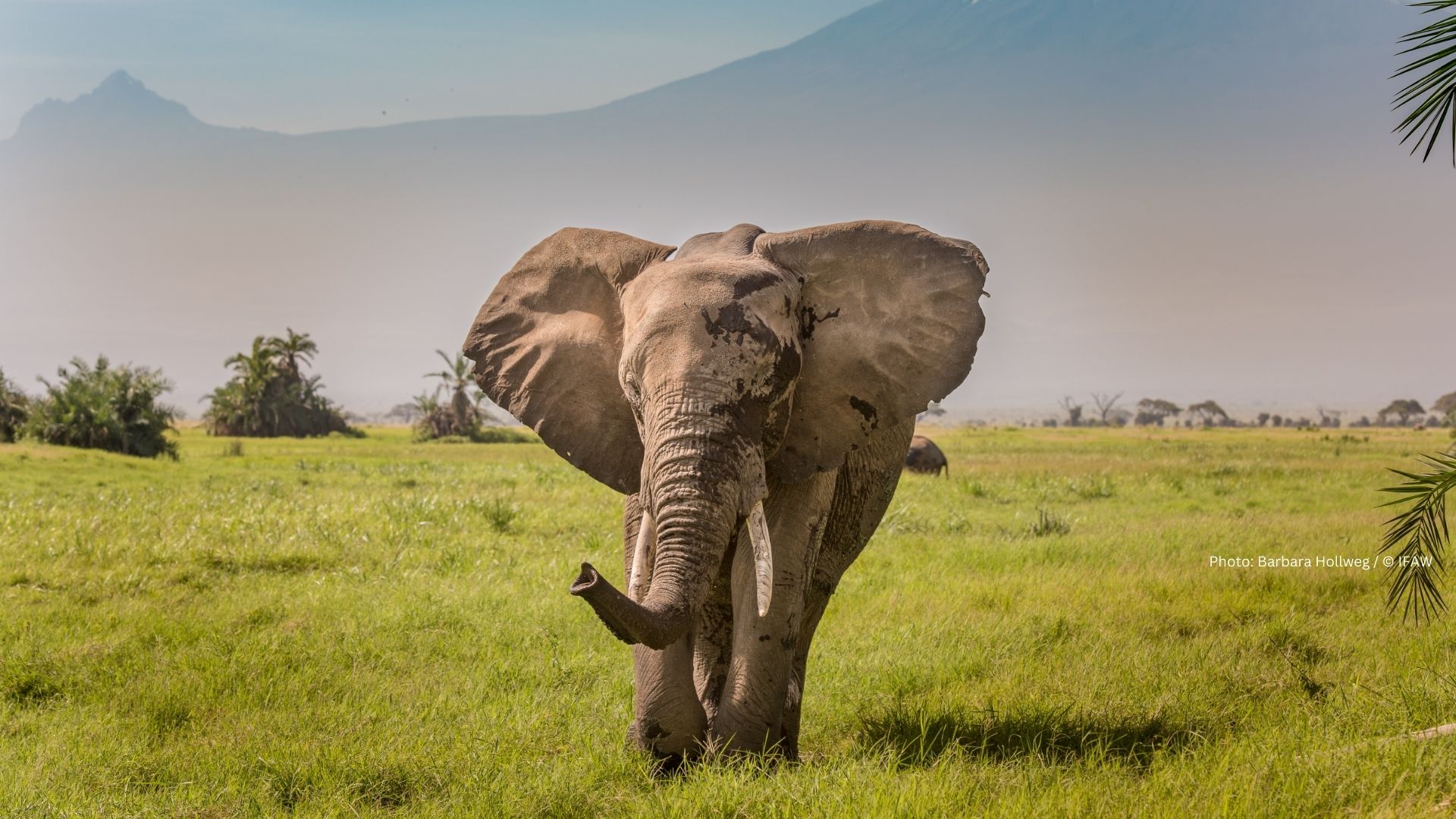 Buy David Rio Chaitee Chai Tea online | David Rio EU